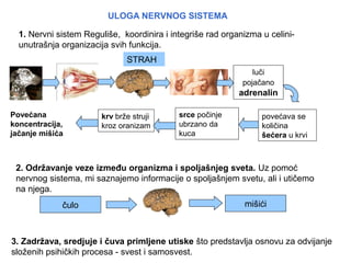Organske osnove psihickog zivota | PPT