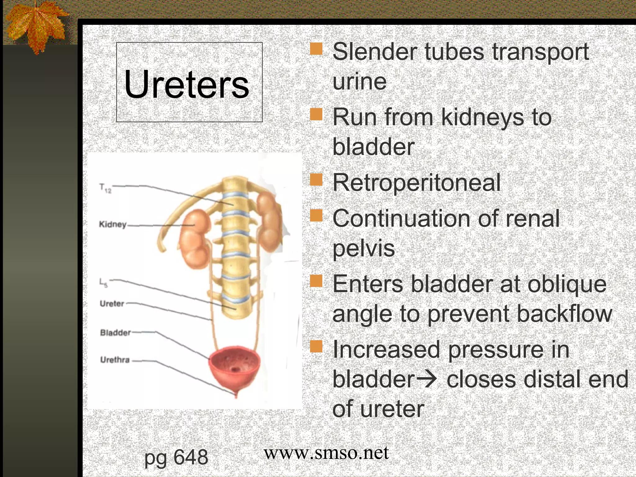 Organs of abdomen | PPT