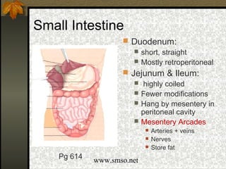 Organs of abdomen | PPT
