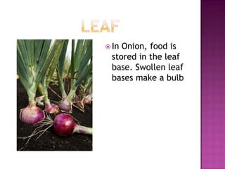 Organs of flowering plant | PPTX