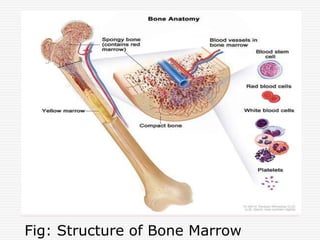 Organs of the immune system | PPT