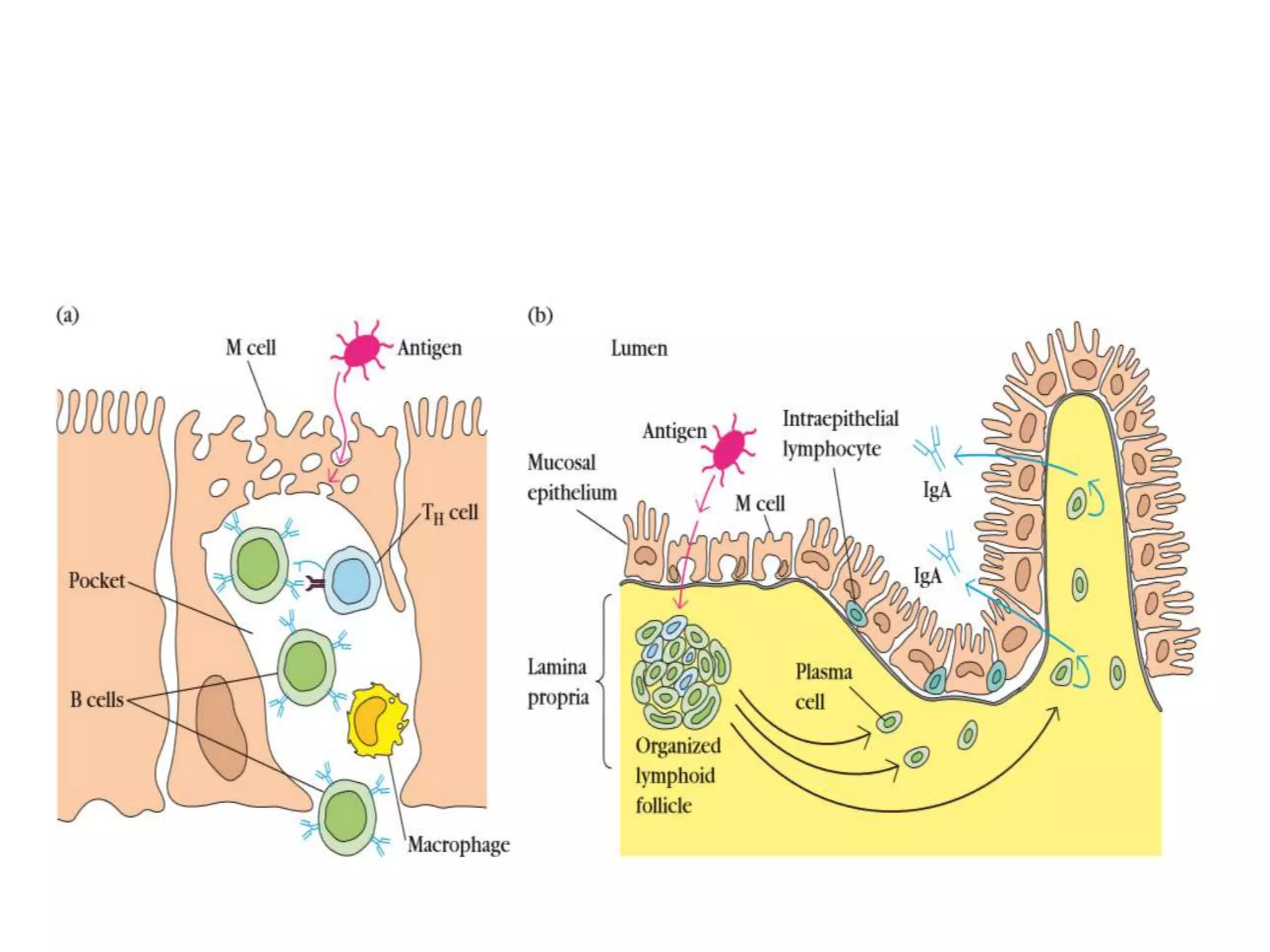 Organs of immune system | PPTX