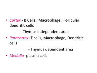 Organs of immune system | PPTX | Biological Sciences | Science