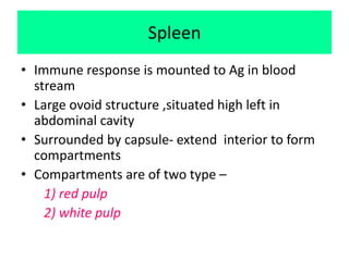 Organs of immune system | PPTX | Biological Sciences | Science