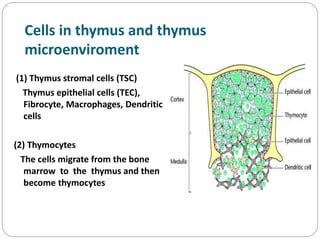 Organs of Immune System.pdf
