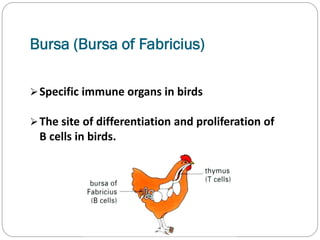 Organs of Immune System.pdf
