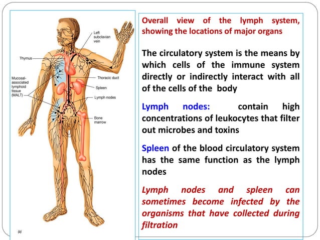 Organs of Immune System.pdf