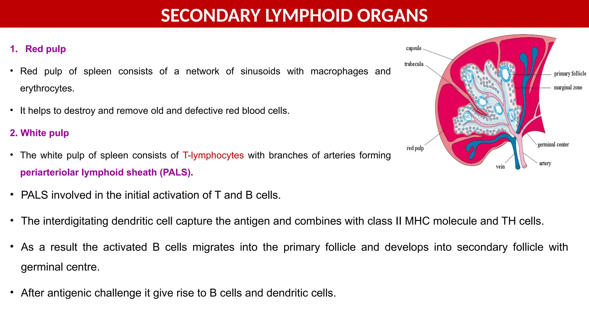Organs of Immune System - Immunology Exam Point of View | PPTX