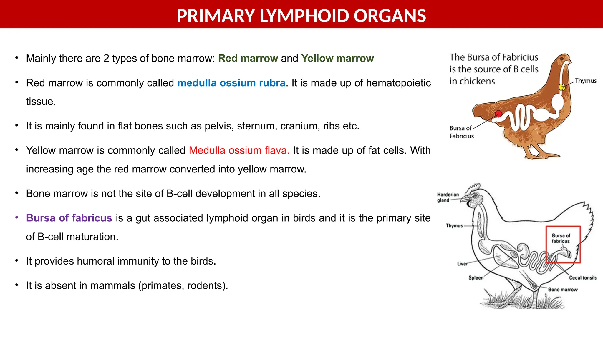 Organs of Immune System - Immunology Exam Point of View | PPTX
