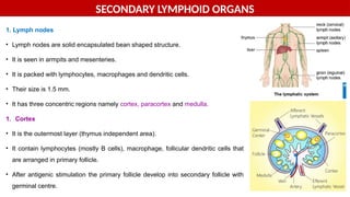 Organs of Immune System - Immunology Exam Point of View | PPTX