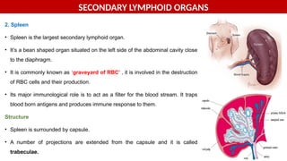 Organs of Immune System - Immunology Exam Point of View | PPTX