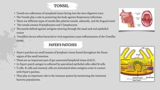Organs of immune system - Mariam.pptx