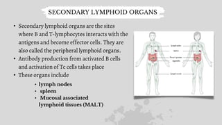 Organs of immune system - Mariam.pptx