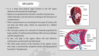 Organs of immune system - Mariam.pptx