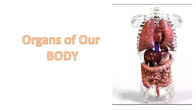 Organs of our body | PPT