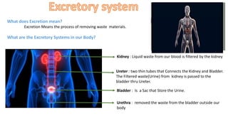 Organs of our body | PPT