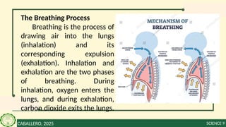 The Different Organs of Respiration.pptx