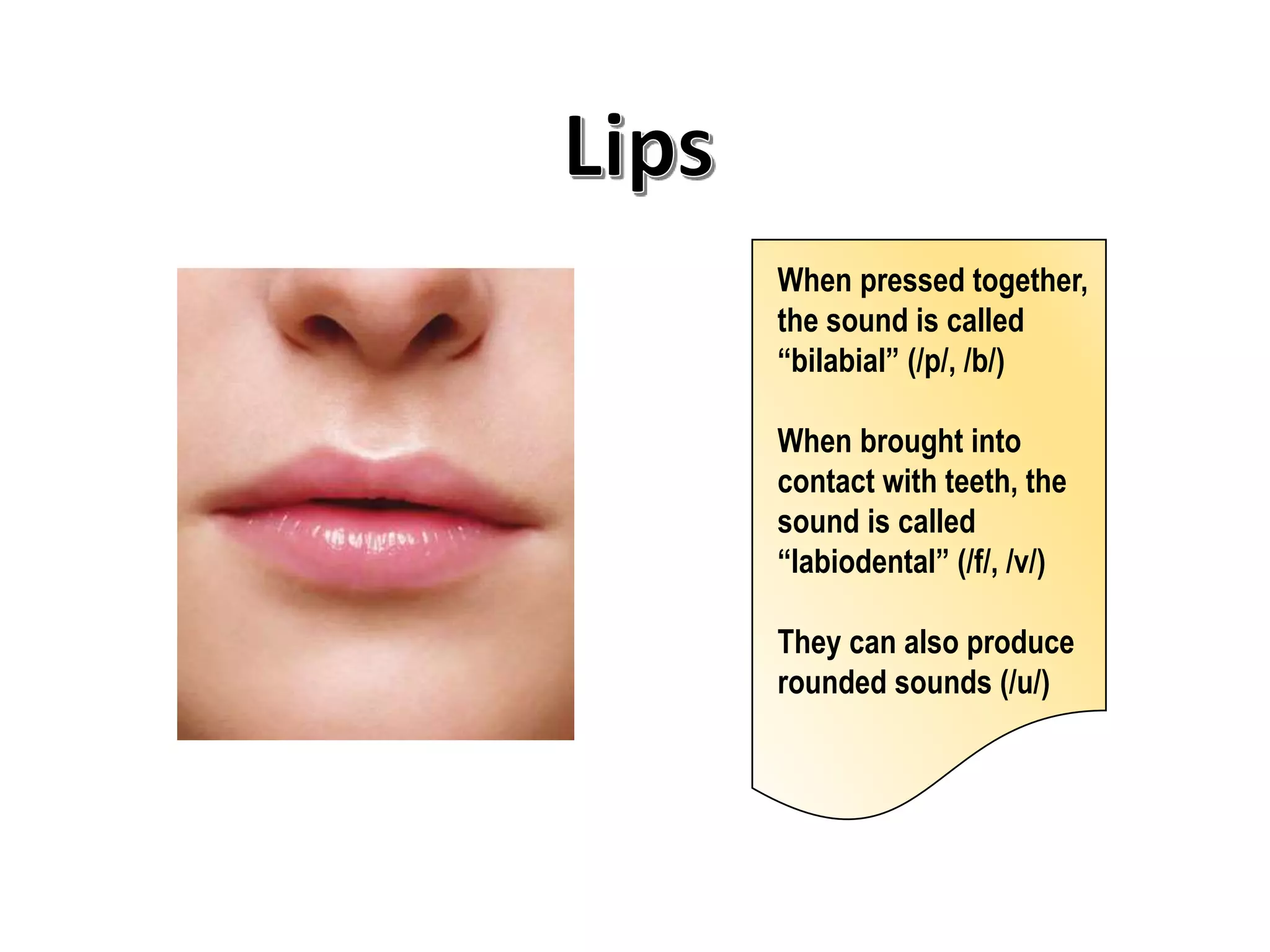 Organs of speech | PPTX