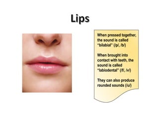 Organs of speech | PPT