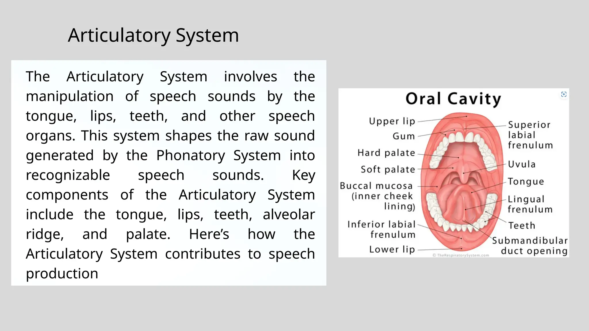 ORGANS OF SPEECH, production of speech sounds | PPTX