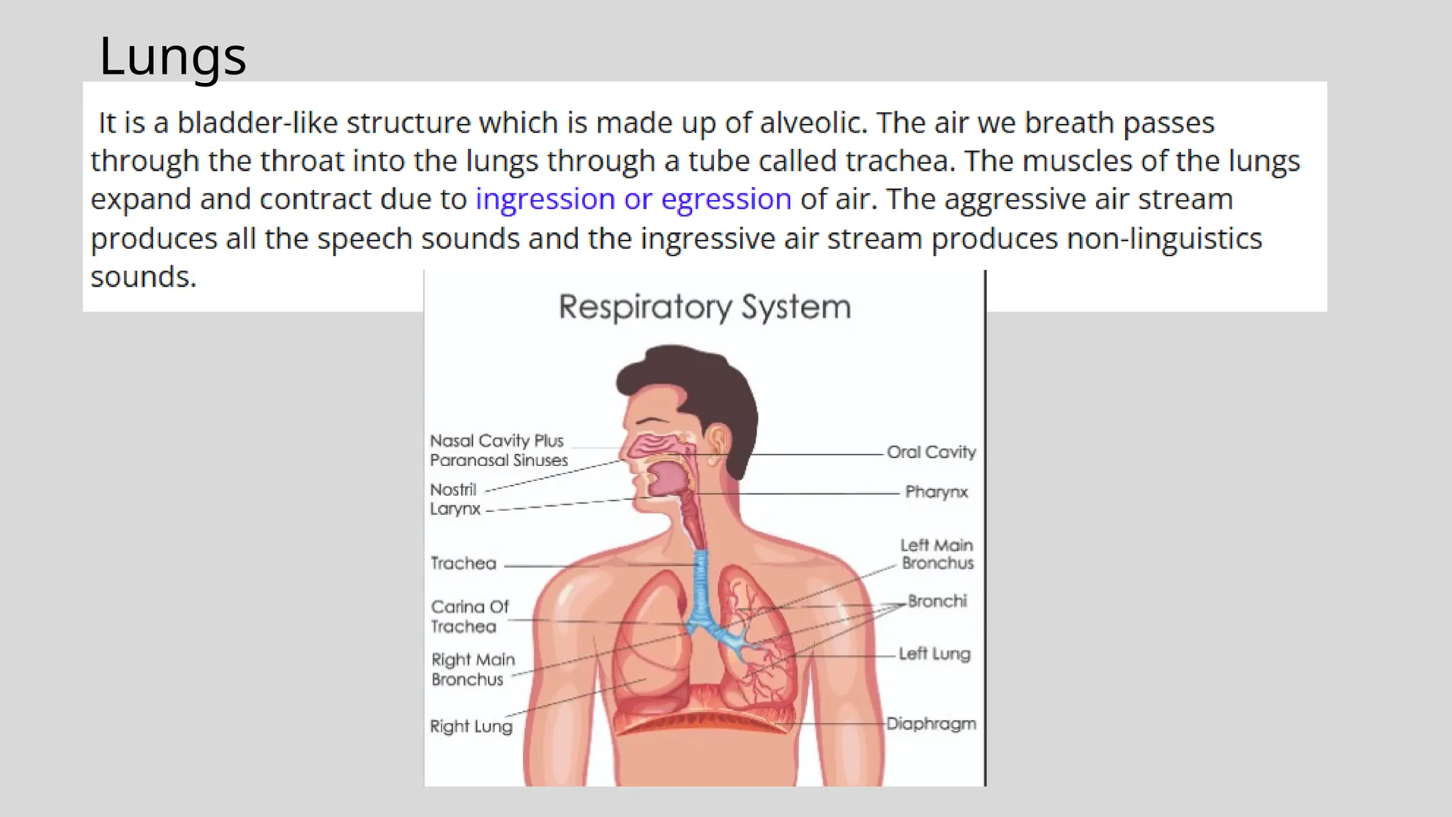 ORGANS OF SPEECH, production of speech sounds | PPTX
