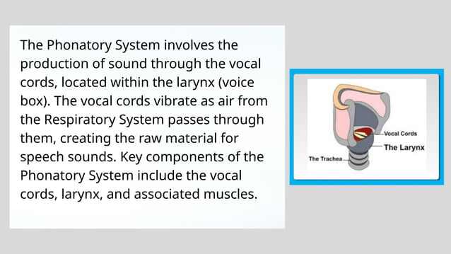 ORGANS OF SPEECH, production of speech sounds | PPTX | Ear, Nose and ...