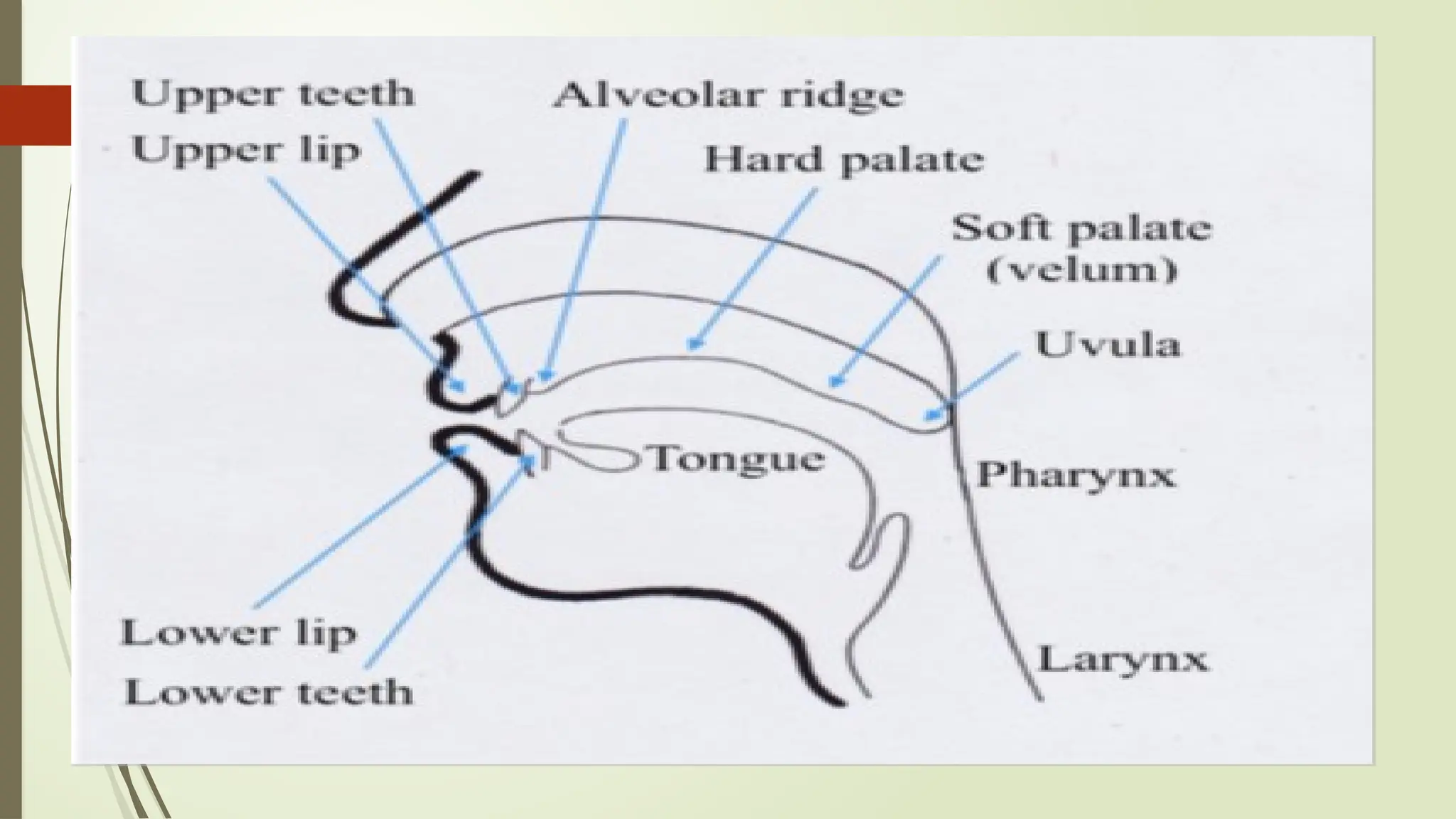 Organs of Speech (english literature).pptx