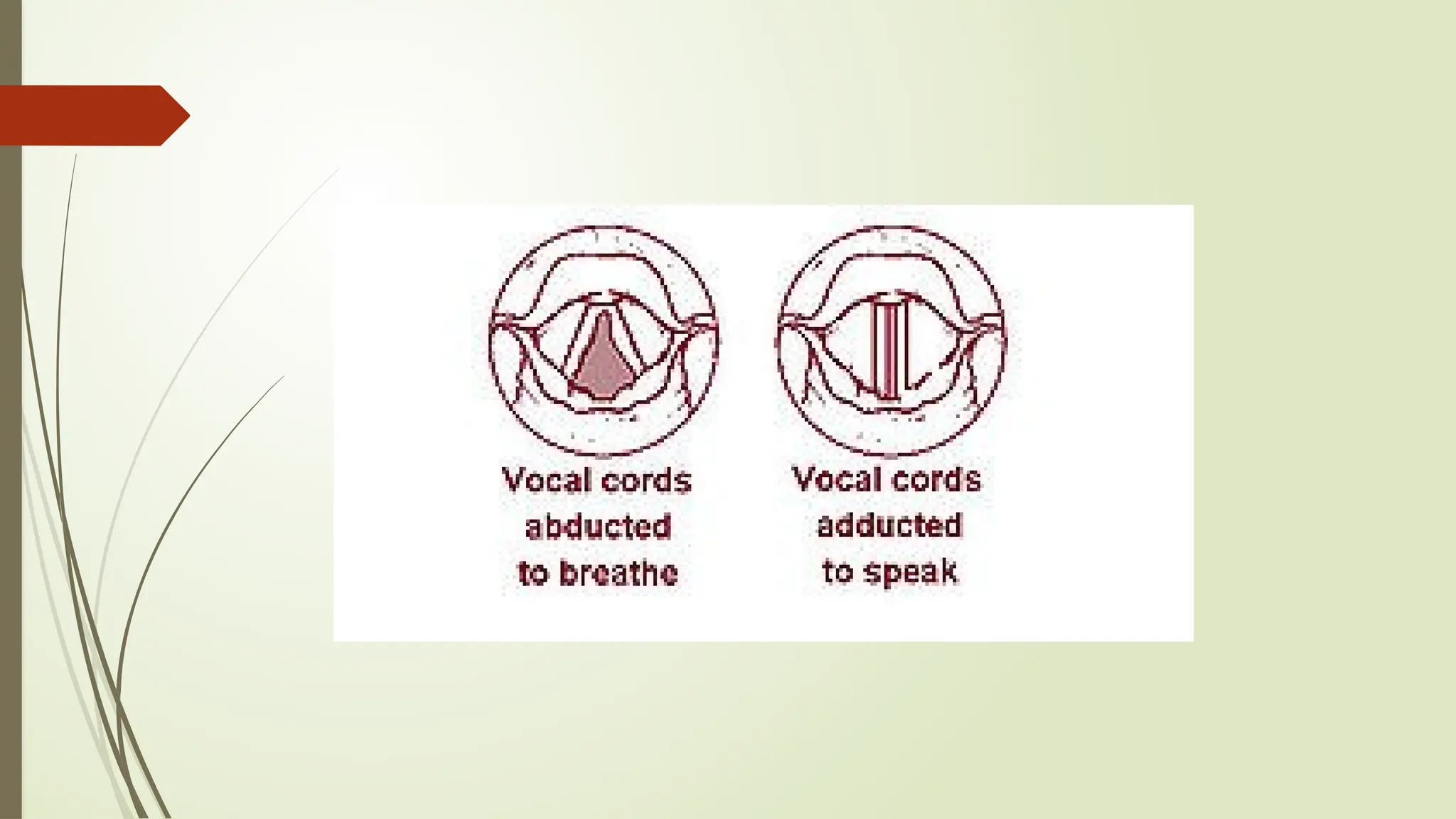 Organs of Speech (english literature).pptx