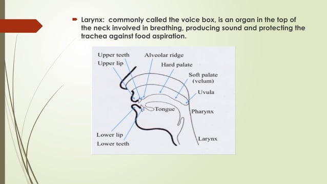 Organs of Speech (english literature).pptx