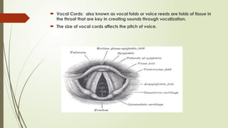 Organs of Speech (english literature).pptx