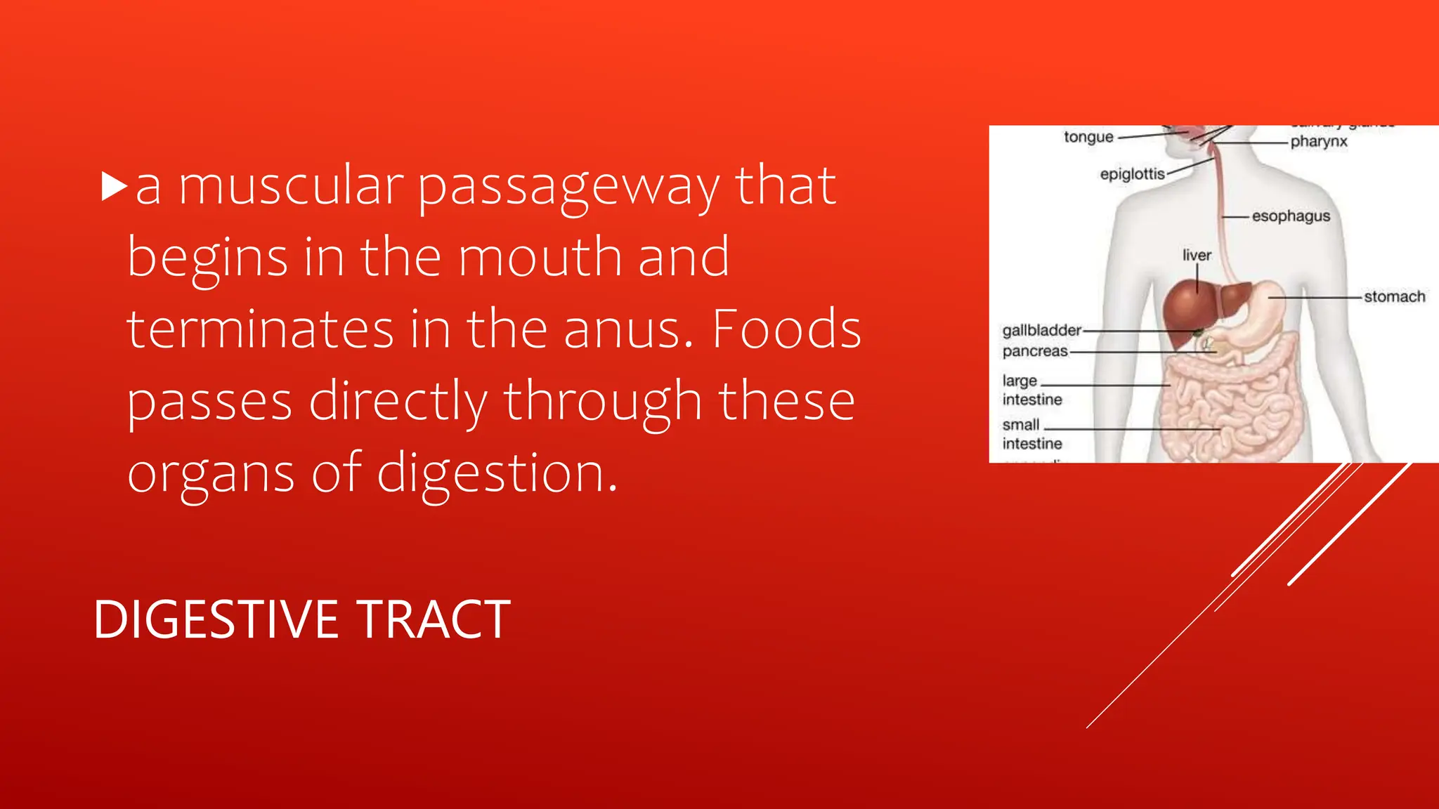 Organs of the Digestive System.pptx