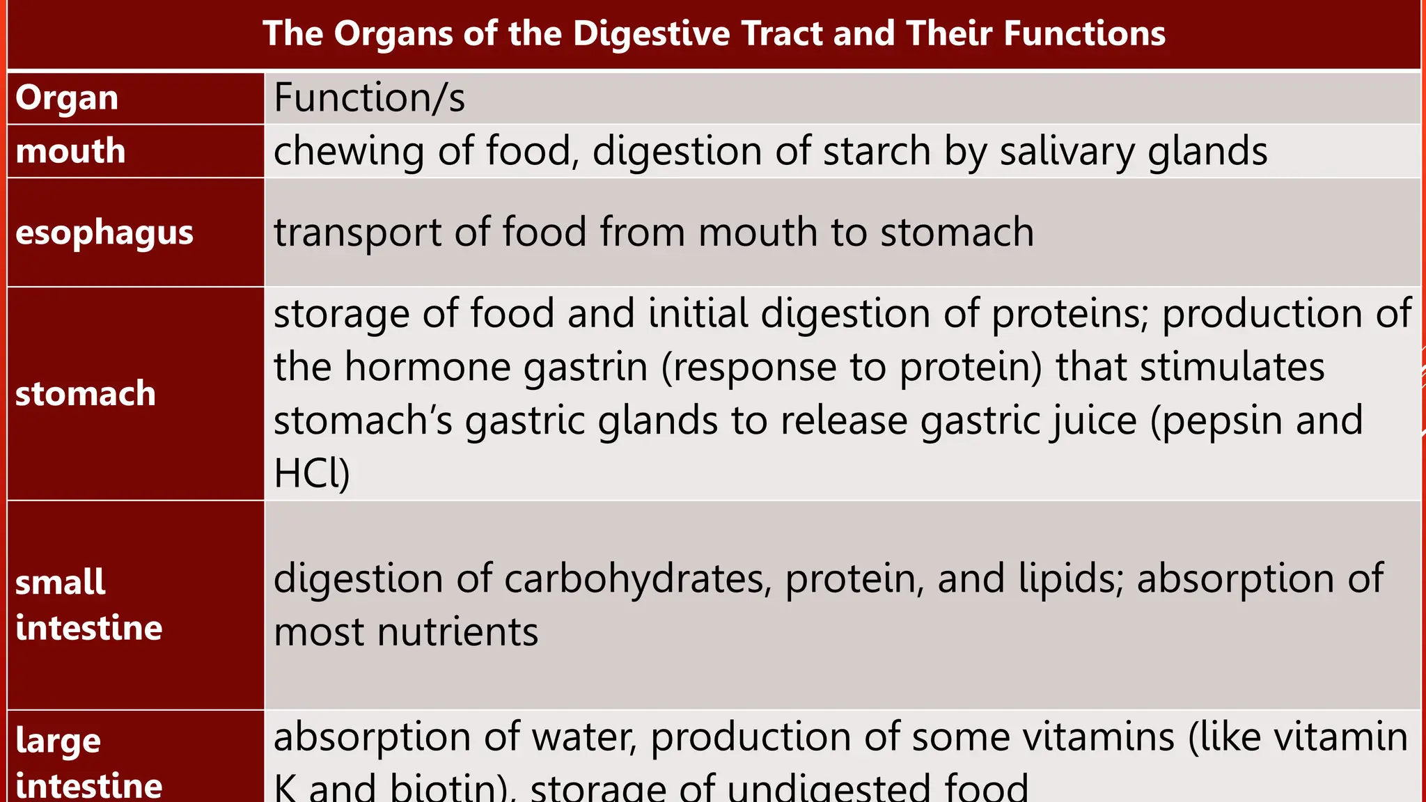 Organs of the Digestive System.pptx
