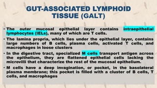 ORGANS OF THE IMMUNE SYSTEM by pranzly.ppt