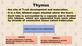 ORGANS OF THE IMMUNE SYSTEM by pranzly.ppt