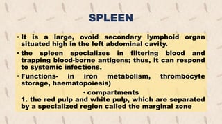 ORGANS OF THE IMMUNE SYSTEM by pranzly.ppt