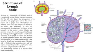 Organs of the immune system | PDF
