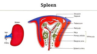 Organs of the immune system | PPT