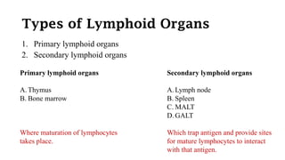 Organs of the immune system | PPT