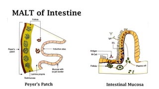 Organs of the immune system | PPT