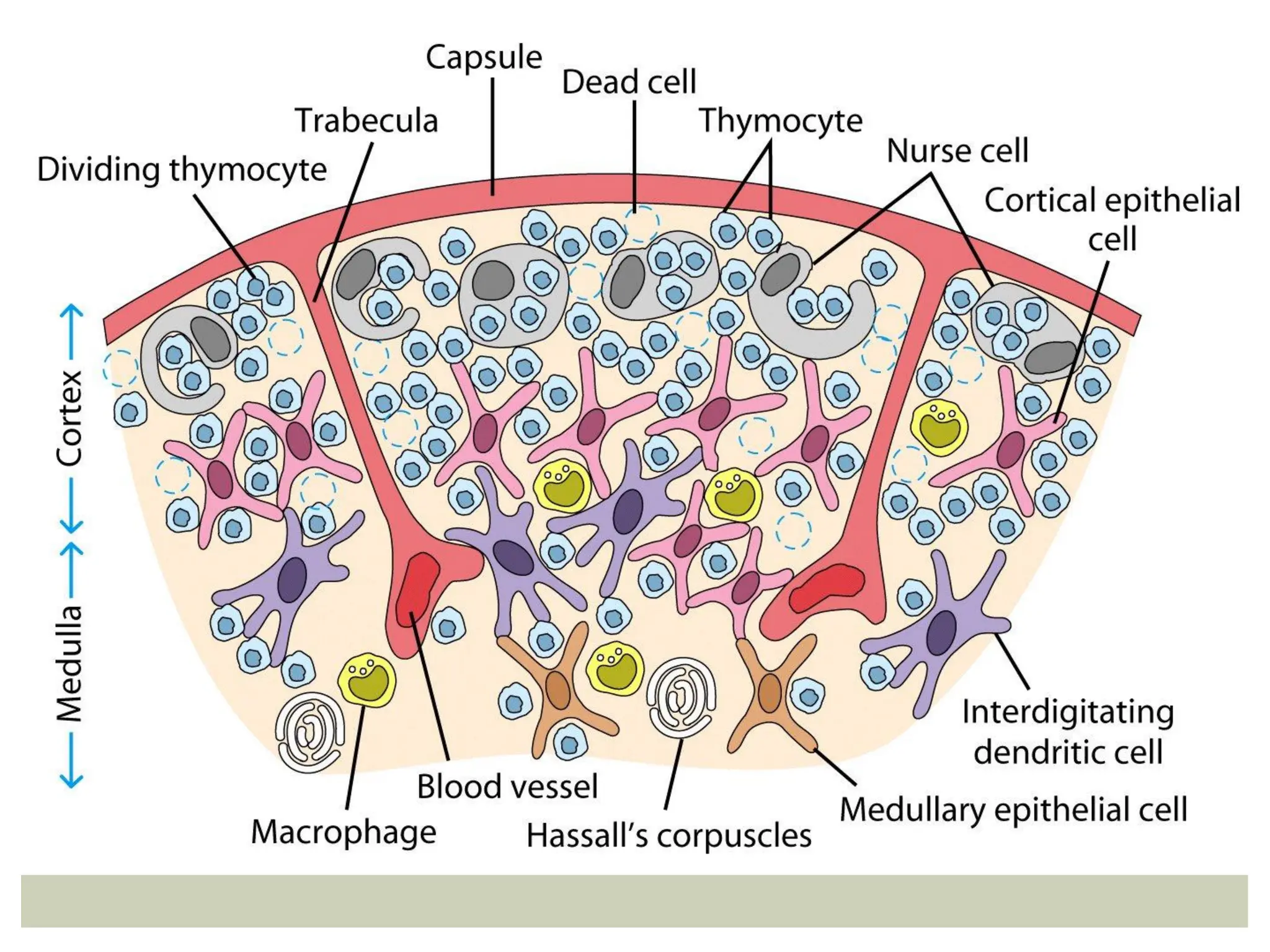 Lymphatic System- Organs of the Immune System.pdf