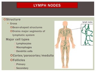 Lymphatic System- Organs of the Immune System.pdf