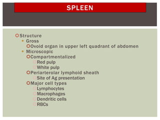 Lymphatic System- Organs of the Immune System.pdf