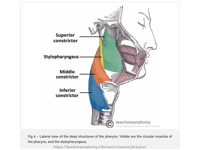 Organs of the neck | PDF | Thyroid Disorders | Endocrine and Metabolic ...