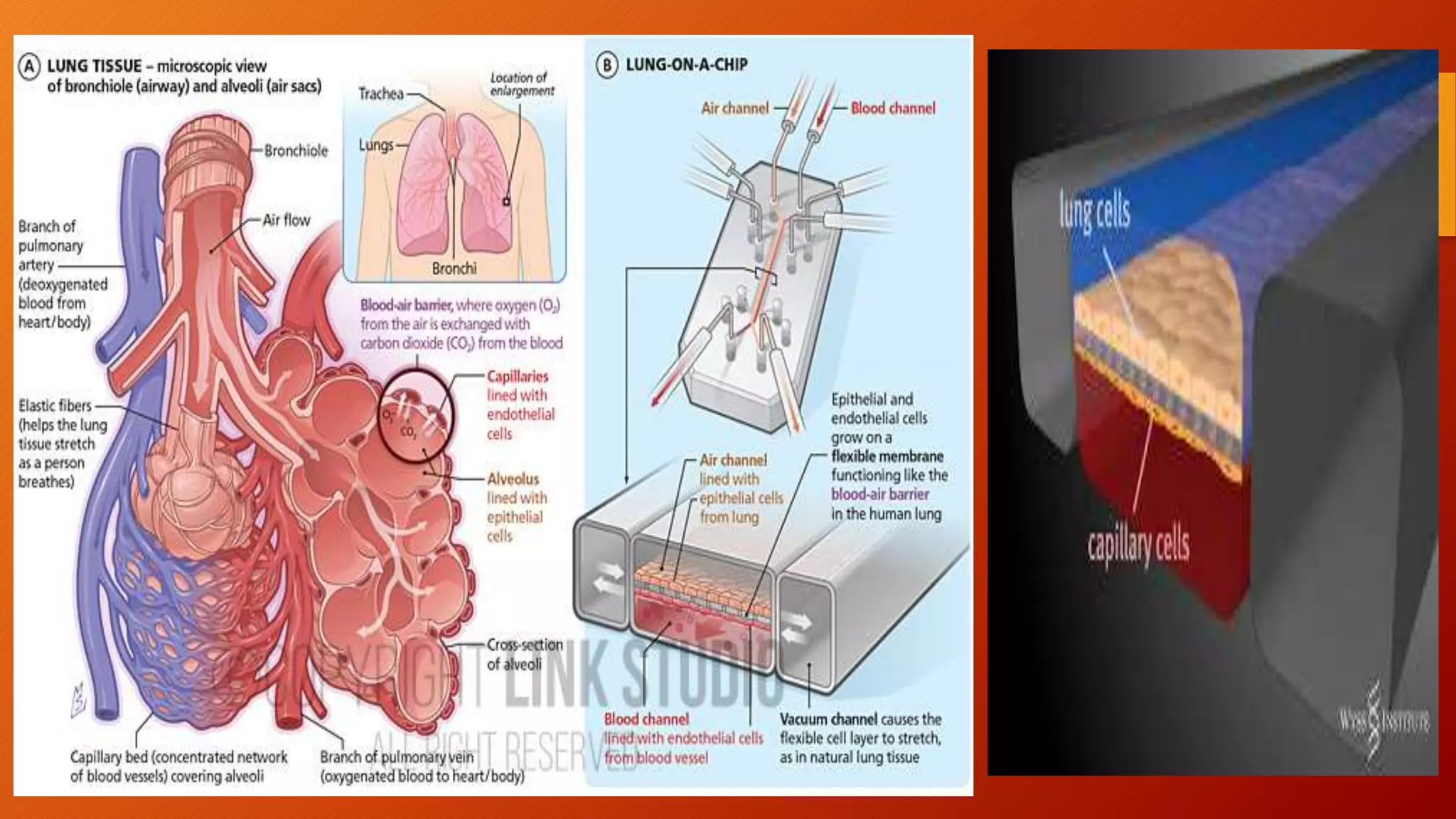Organs on chip ppt | PPTX