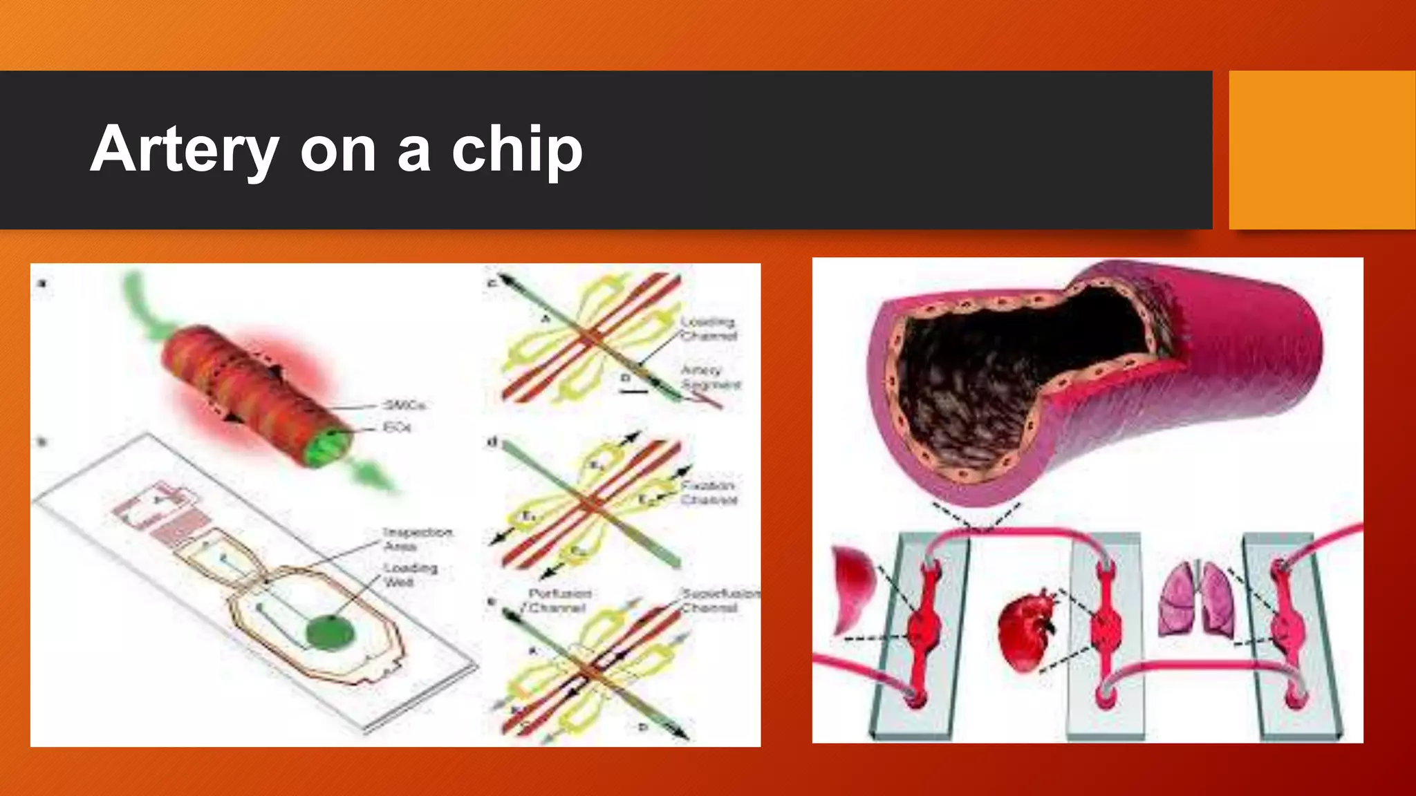Organs on chip ppt | PPTX