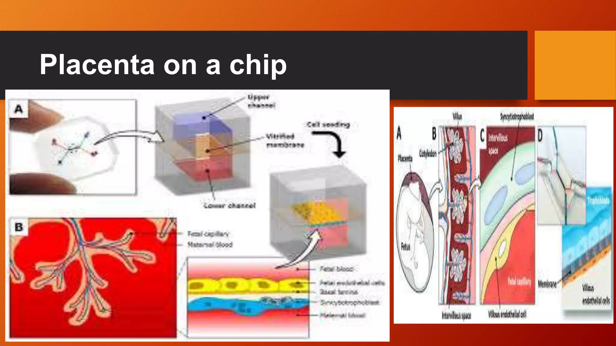 Organs on chip ppt | PPTX
