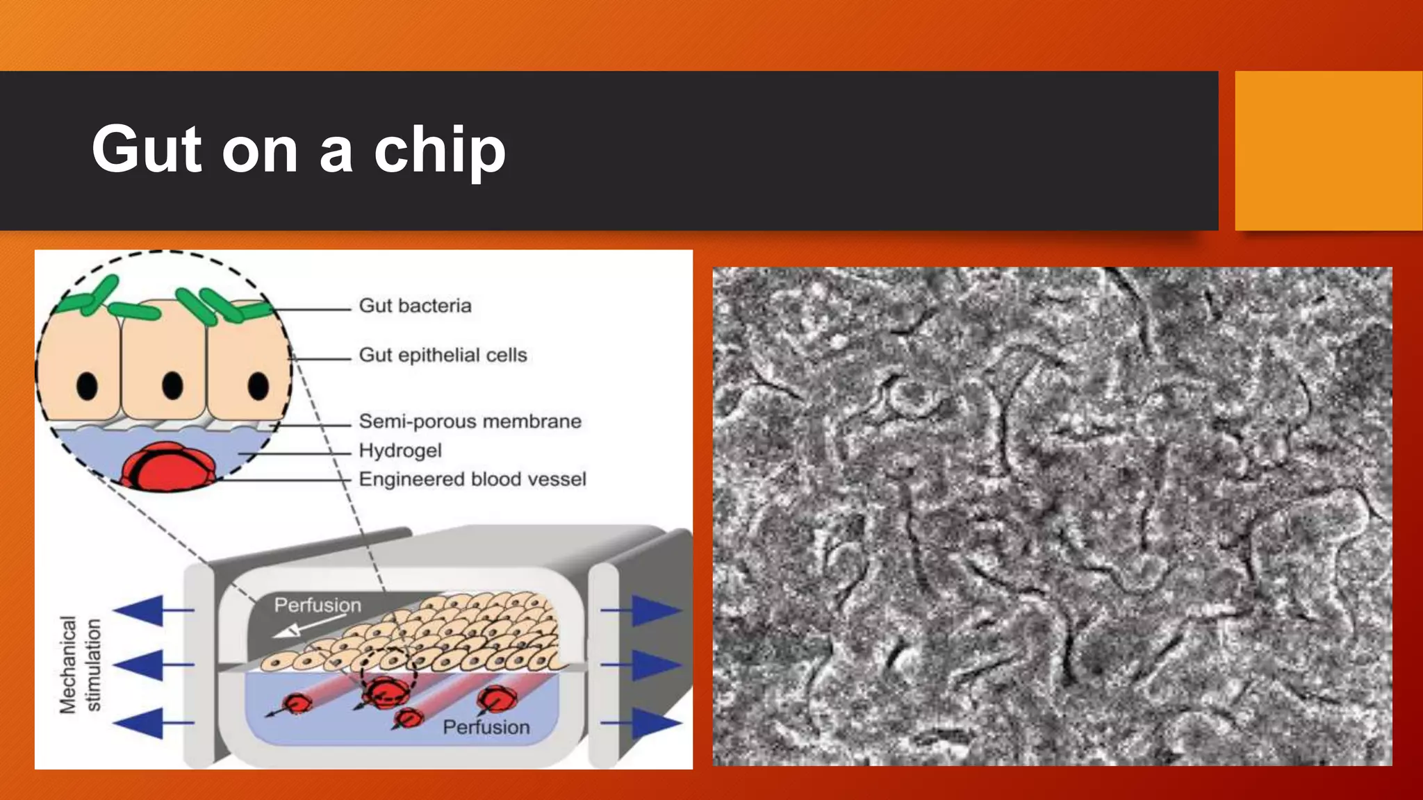 Organs on chip ppt | PPTX