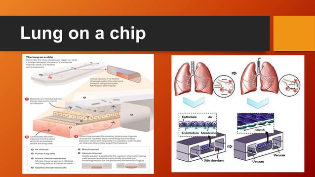 Organs on chip ppt | PPTX
