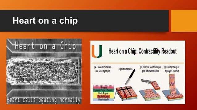 Organs on chip ppt | PPTX