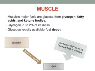 Organ specialization in fuel metabolism (glucose utilization). | PPTX